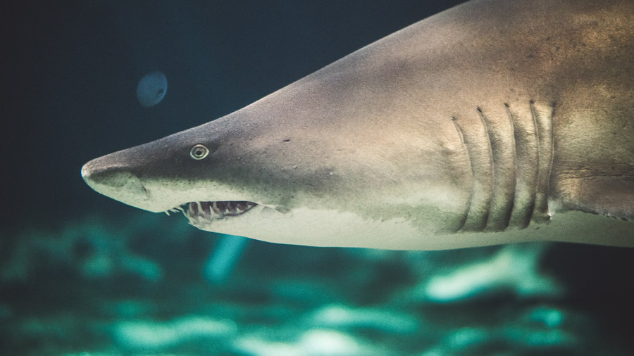 baltimore photographers // a day at the national aquarium - Sam Hurd ...